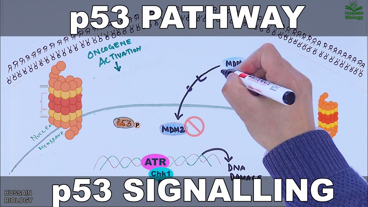 p53 Pathway - YouTube