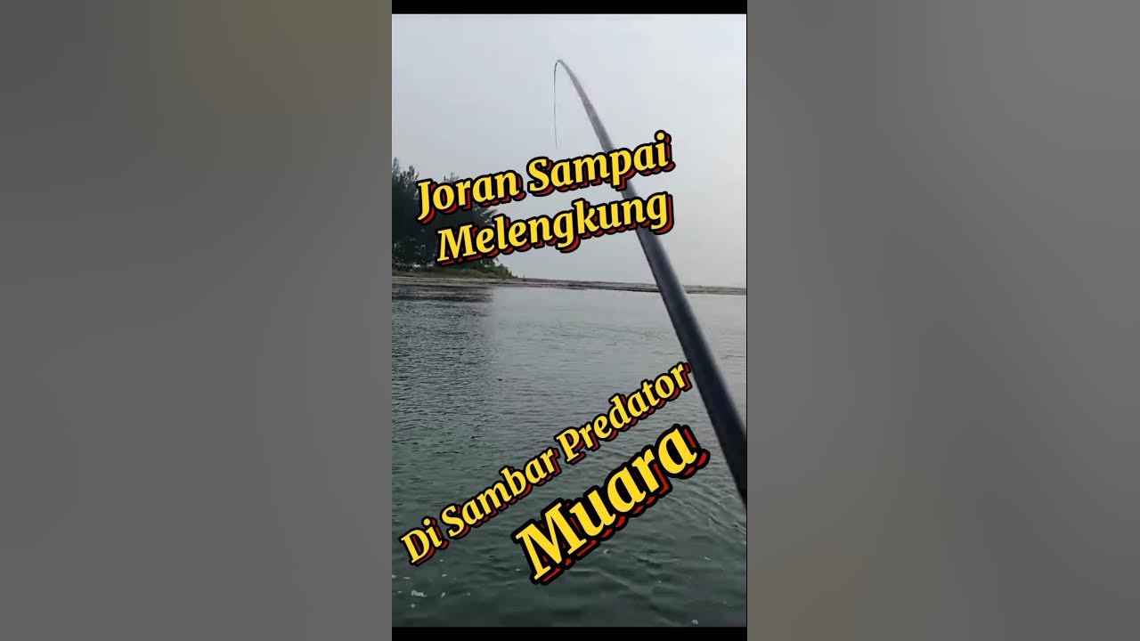 Mancing Joran Sampai Melengkung, di sambar predator muara #shorts - YouTube