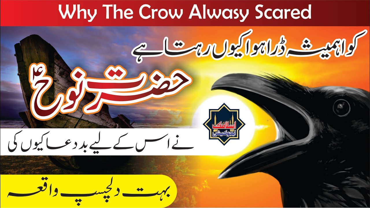 Why Is The Crow Always Scared ? Why did Hazrat Noah A.S Curse It ...