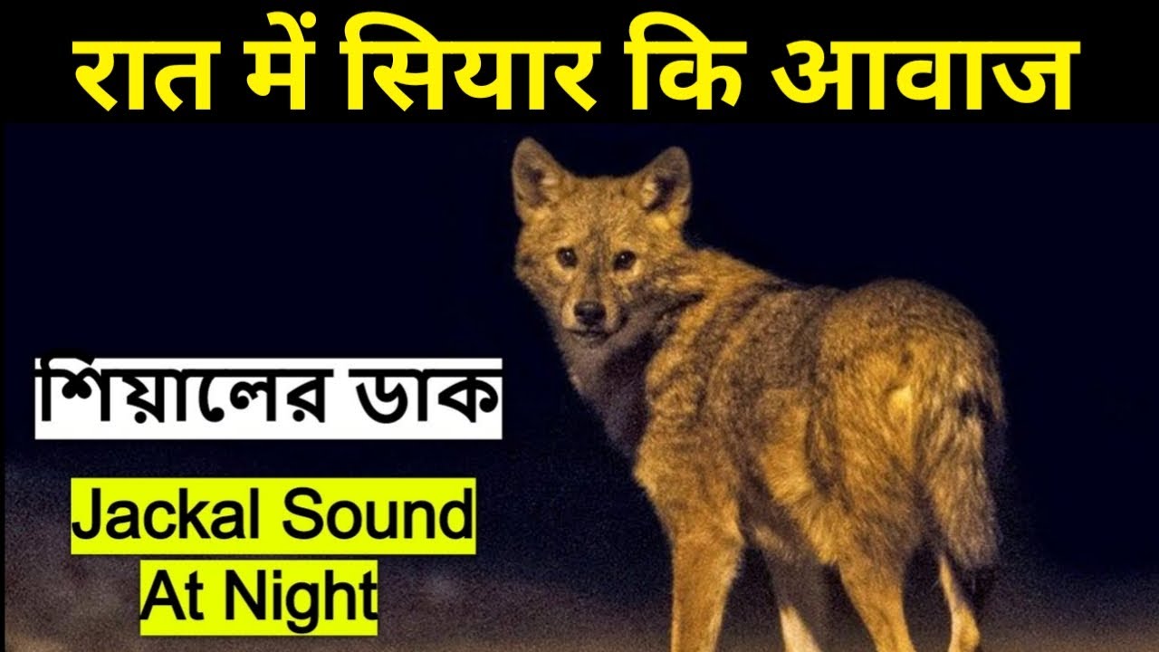 Raat mein siyar ki awaz / Siyar ka sound at night - YouTube