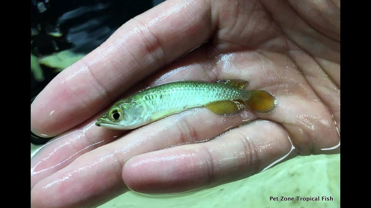 Baby Monster Fish - YouTube