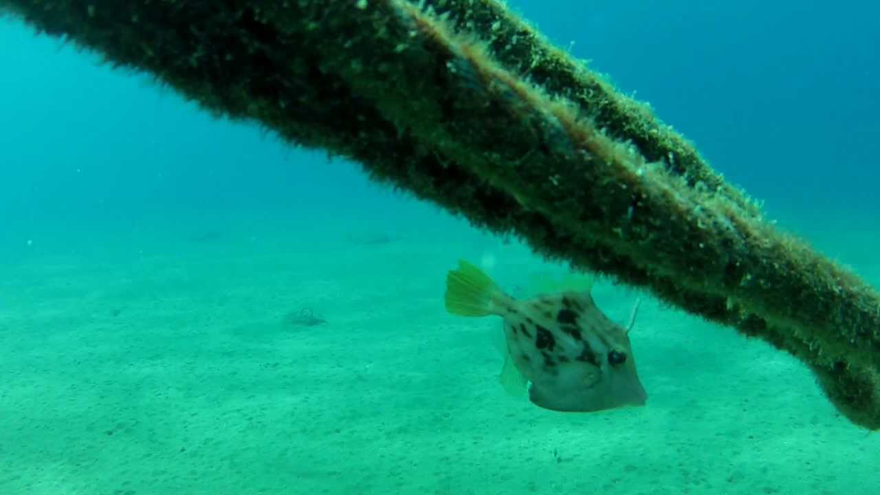 Gallo Verde (Gallito) - YouTube