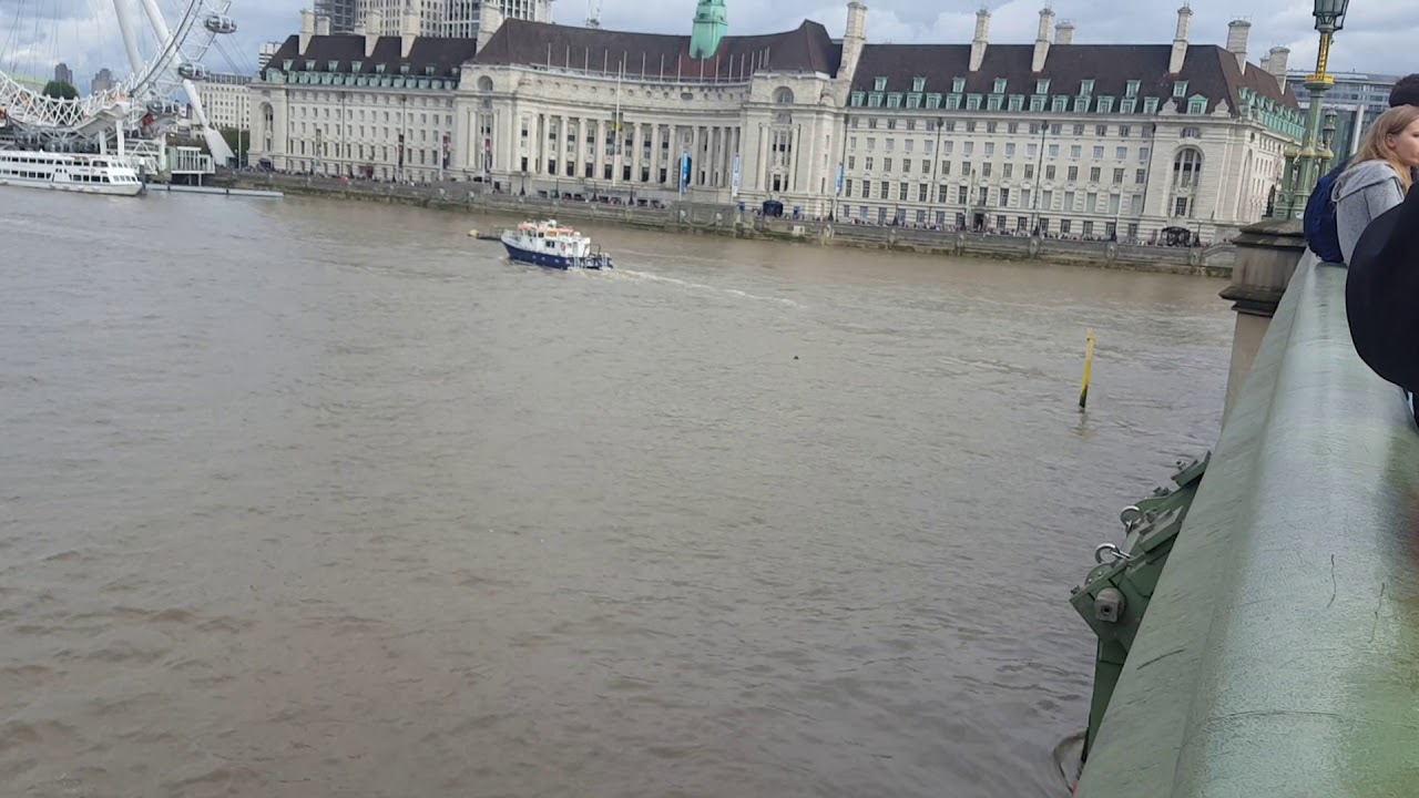 A shark on the river Thames in London - YouTube