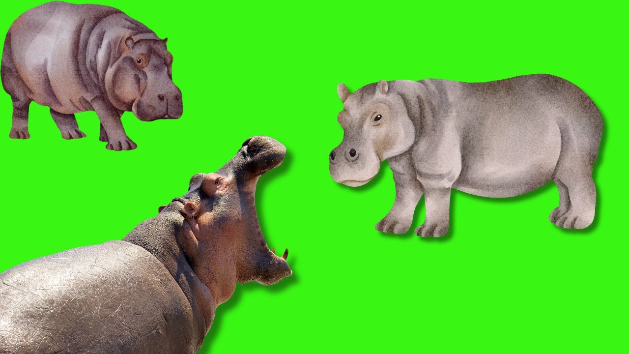 🦏 Hippo Green Screen video | #hippo 🐨 - YouTube