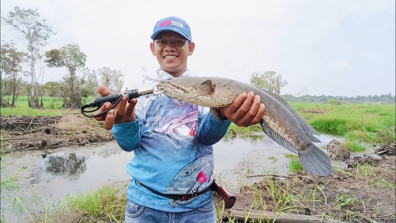 IKAN GABUS BESAR DI SPOT YANG KECIL - YouTube