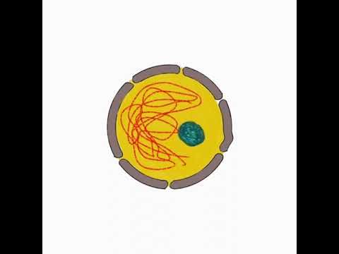 Structure of Nucleus | Class 9th Biology | Cell | Firoj Alam