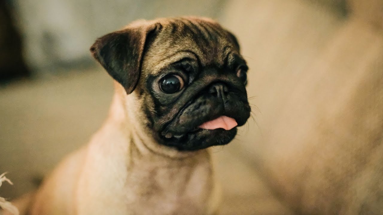 Exploring the World s Most Pug Friendly Cities - YouTube