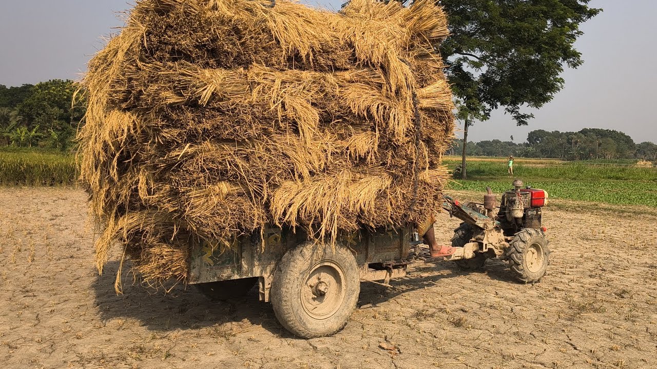 Power tiller Farmers are picking Paddy from the field with power tiller ...