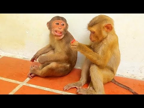 Pitiful Adorable monkey BALOO he is so joker. - YouTube