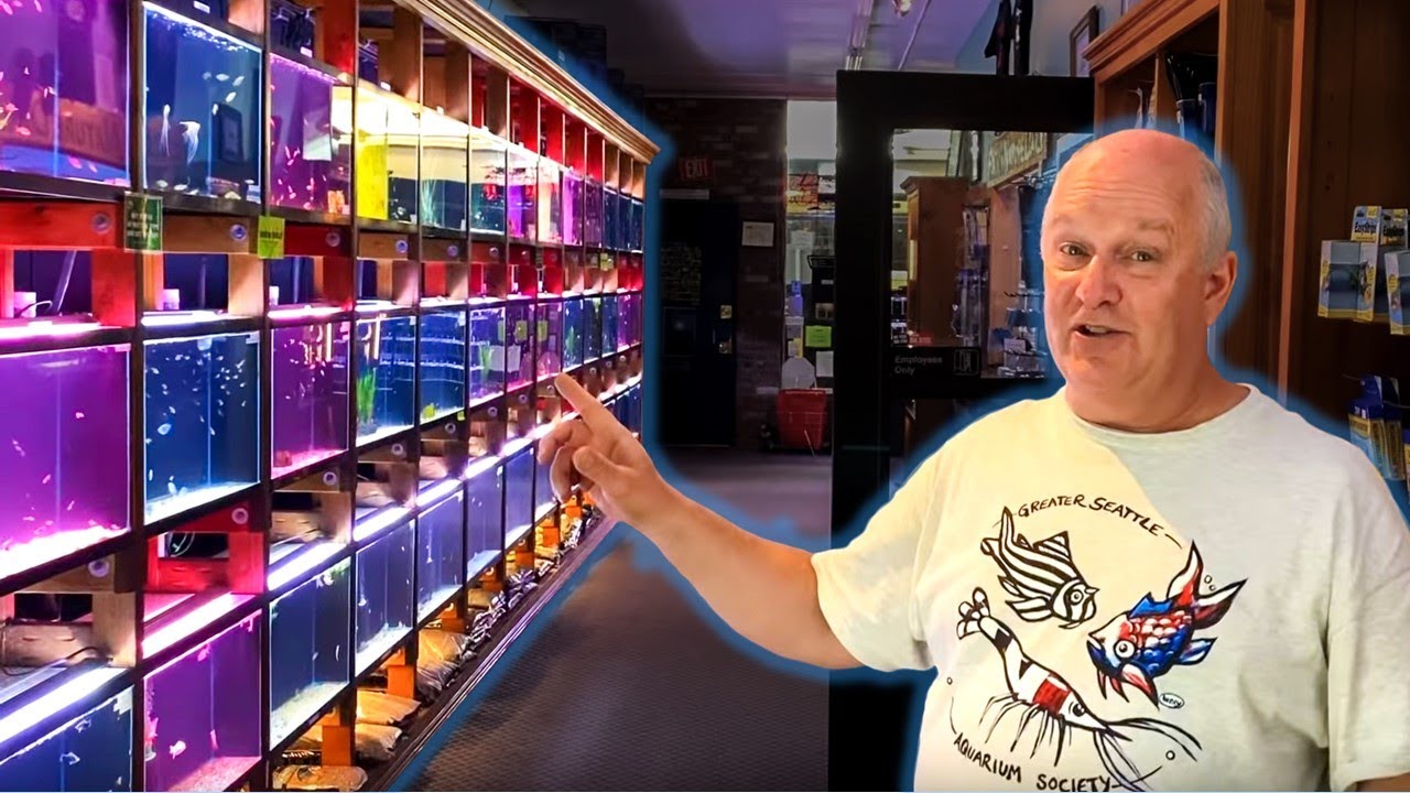 Master Breeder Shares His 5 Favorite Fish From Aquarium Co-Op - YouTube