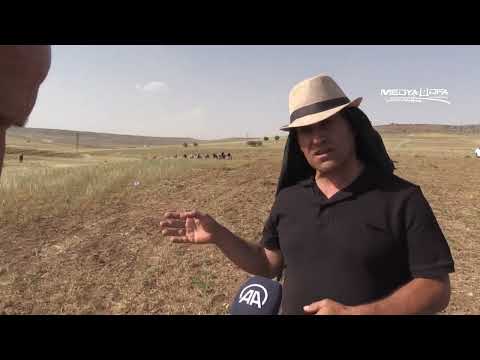Kuraklık nedeniyle gelişmeyen mercimeği kadınlar elleriyle hasat ediyor