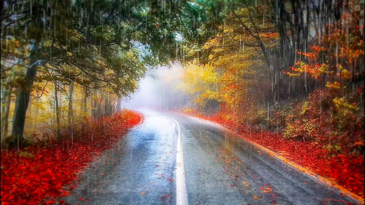 Forest Rain - White Noise | 11Hrs in 4K | Hypnotic, calming, relaxing ...