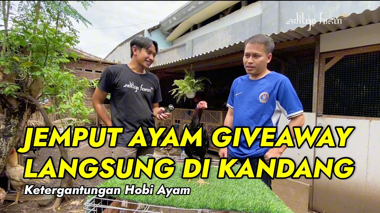 HOBI AYAM BANGKOK KARENA PENGARUH LINGKUNGAN | Aditya Farm 99 - YouTube