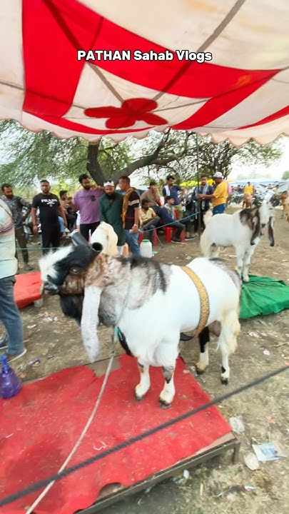 Bade bakre or ₹1.5lakh dumbah😱 - YouTube