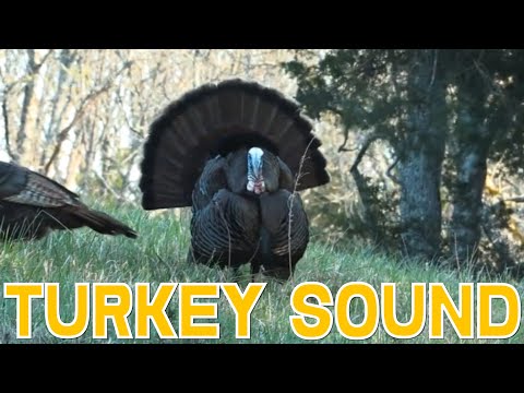 【Camojojo】The Fascinating World of Turkey Sounds: A Guide to their Calls and Vocalizations