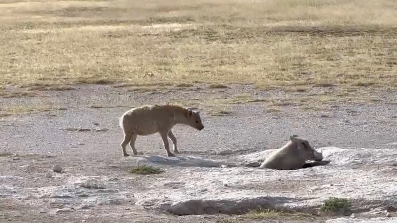 Hyena enters a hole with a warthog - YouTube