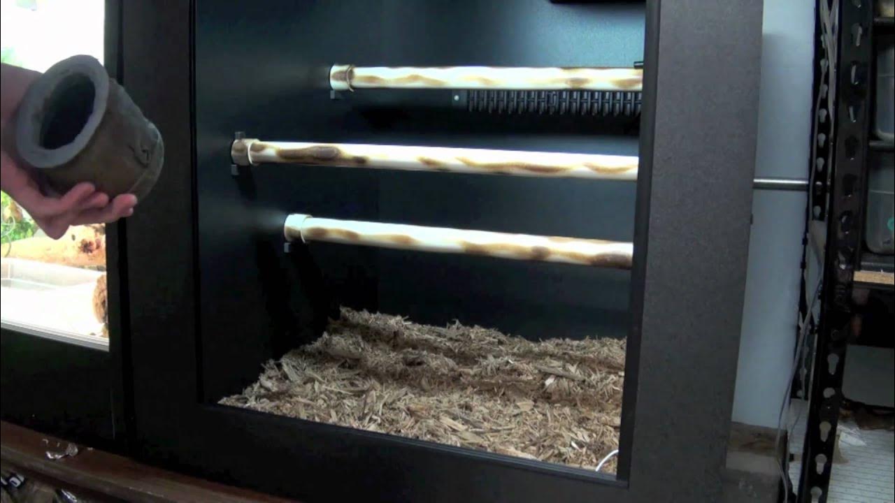 Setting Up Green Tree Python Cage - YouTube