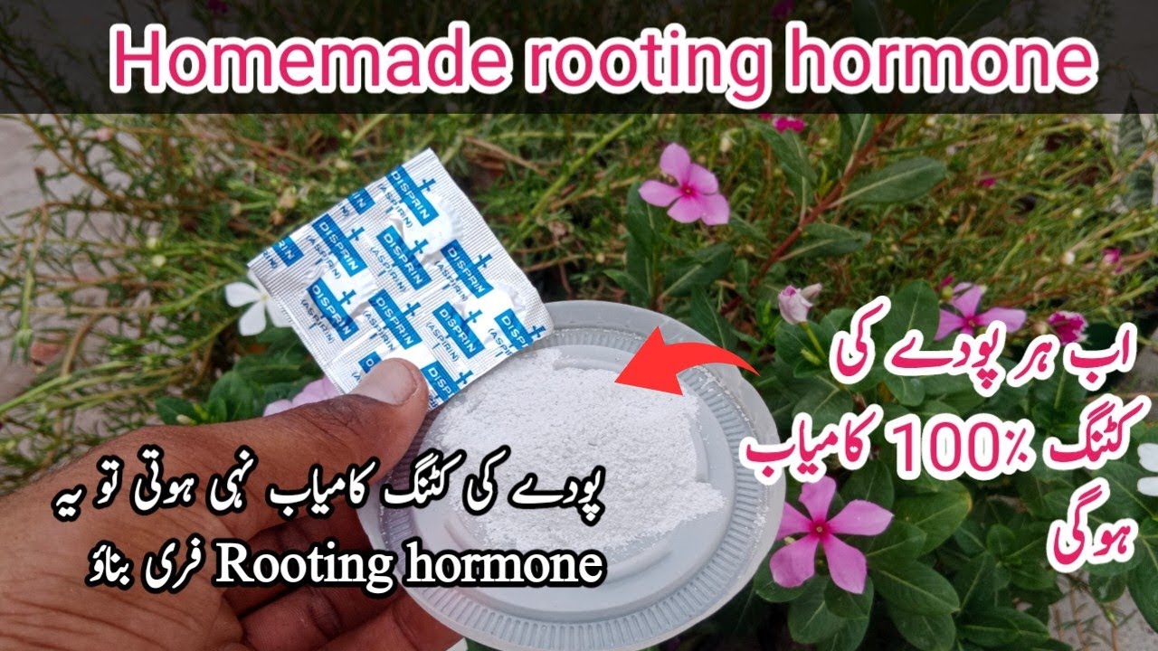 How to make rooting hormone at home | پودوں کی کٹنگ کامیاب کیسے کریں ...