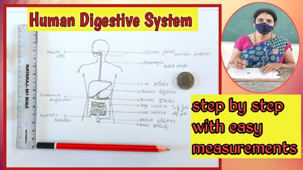 How to draw Human Digestive System easily | Easy way to draw Human ...