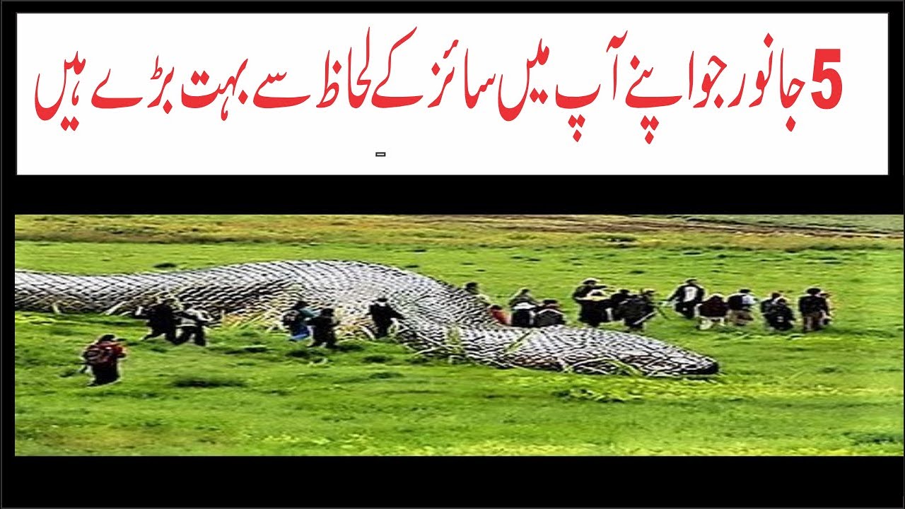 # 5 Biggest Worlds Animal Species In Their Own Phool Tv - YouTube