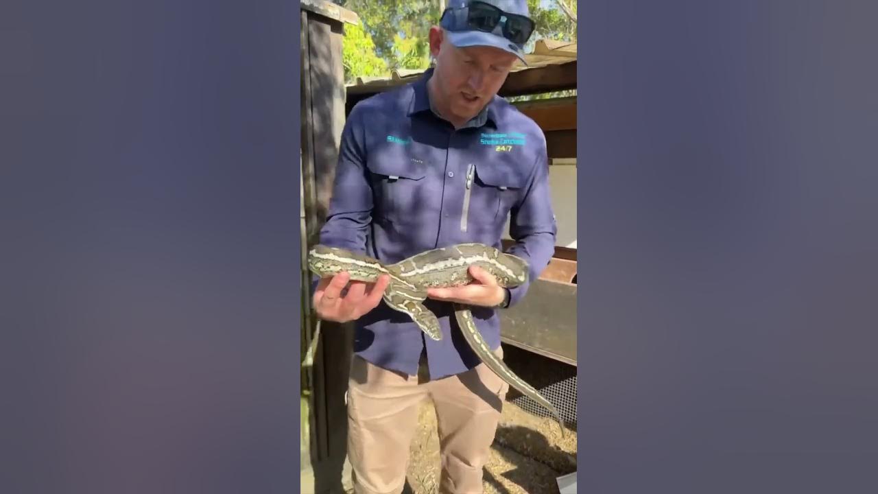 Python-Makes-A-Meal-Out-Of-A-Chicken-You #venomouscreatures #snake # ...