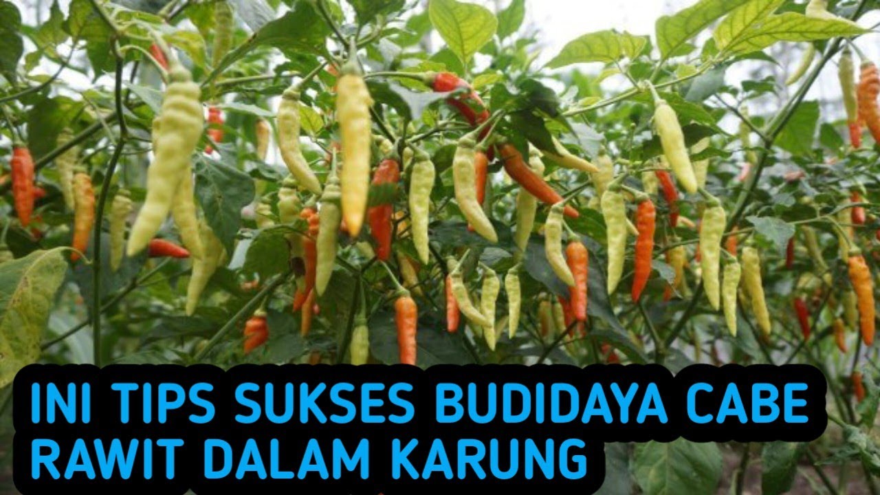 tips budidaya cabe rawit di dalam karung agar berbuah lebat dan tahan ...