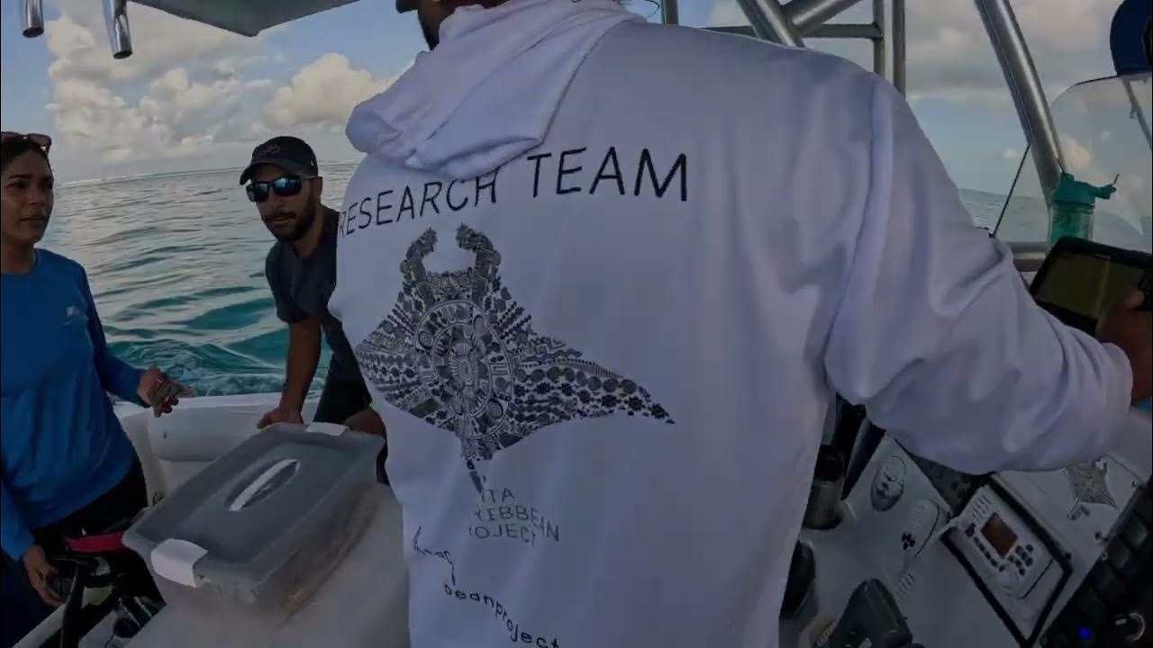 Manta Ray Research Collaboration - YouTube