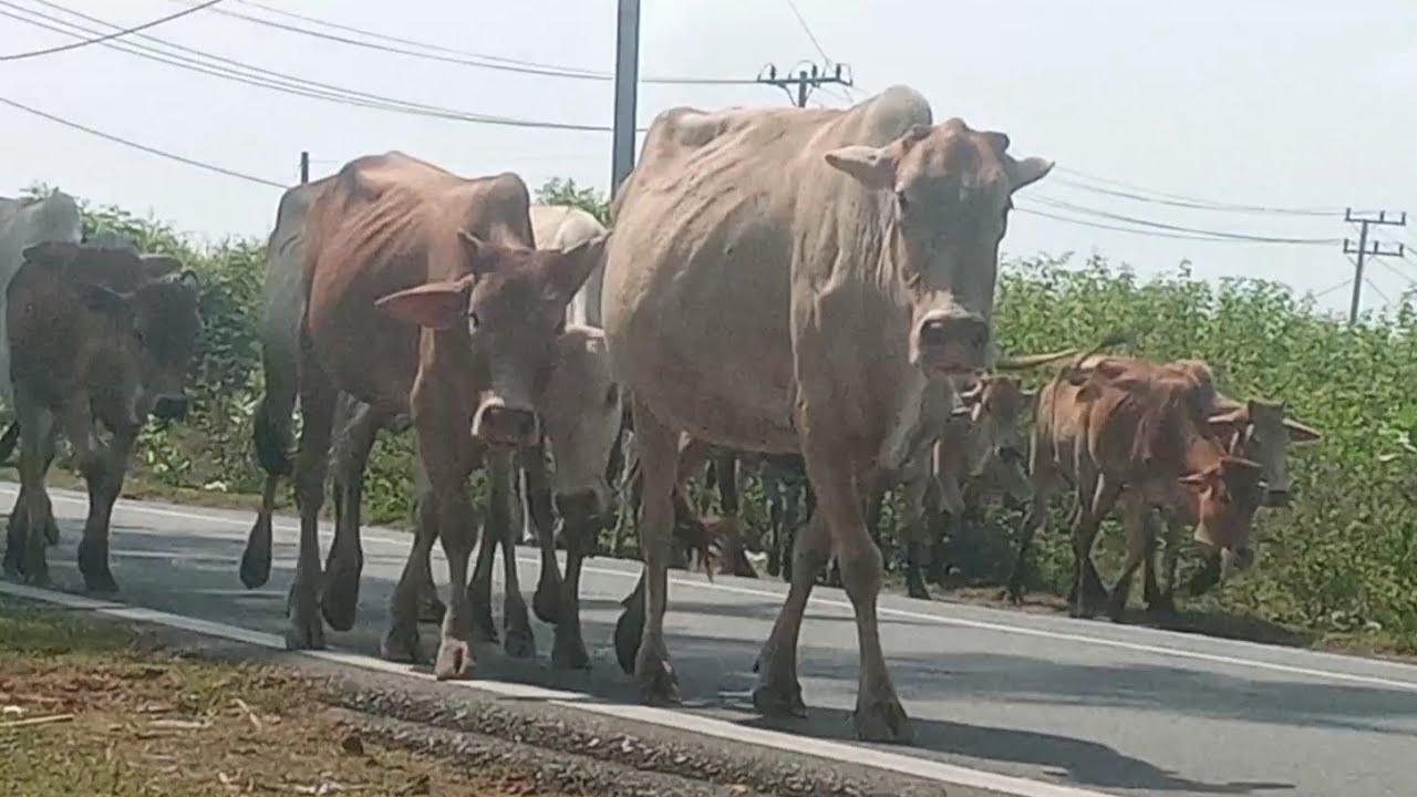 Sapi lucu dan lembu jinak berjalan di tengah jalan. sapi yang indah ...