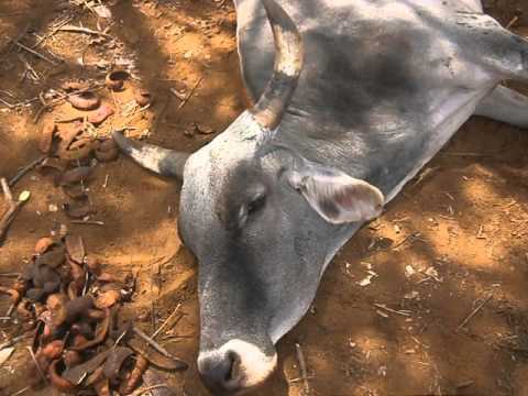 Vaca morrendo de fome em Elesbão Veloso no nordeste brasileiro - 02/11 ...
