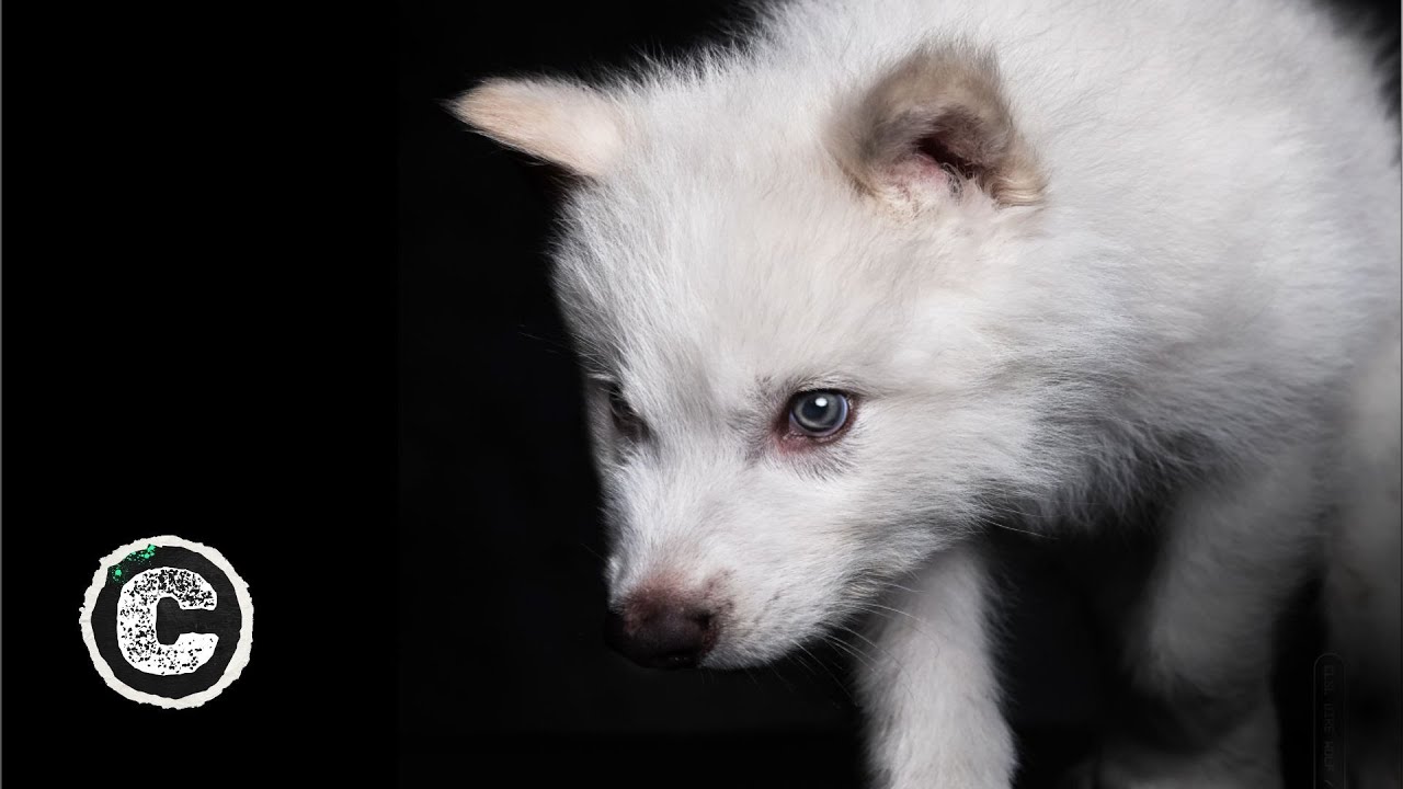 A BIOLOGIA INSANA DO LOBO TERRÍVEL (DIRE WOLF) - Aenocyon dirus - YouTube