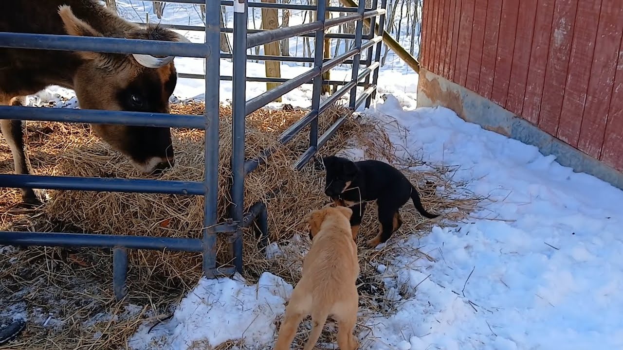 Day in the Life of our Farm Pups - YouTube