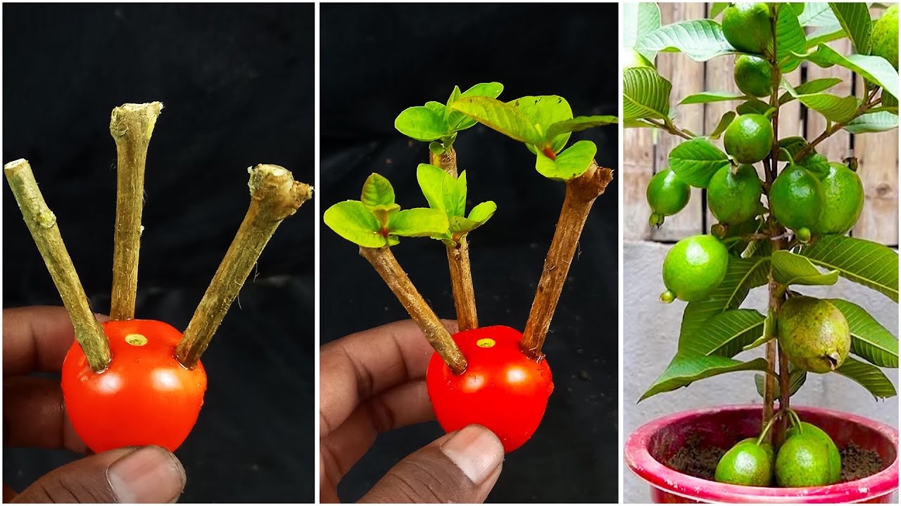 How to propagate guava trees from cuttings with tomato || growing guava ...