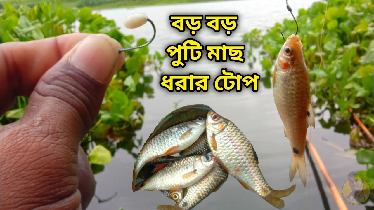 নদীতে বড় বড় পুটি মাছ ধরার দারুন টোপ ও চার | Puti Fishing Bait In ...