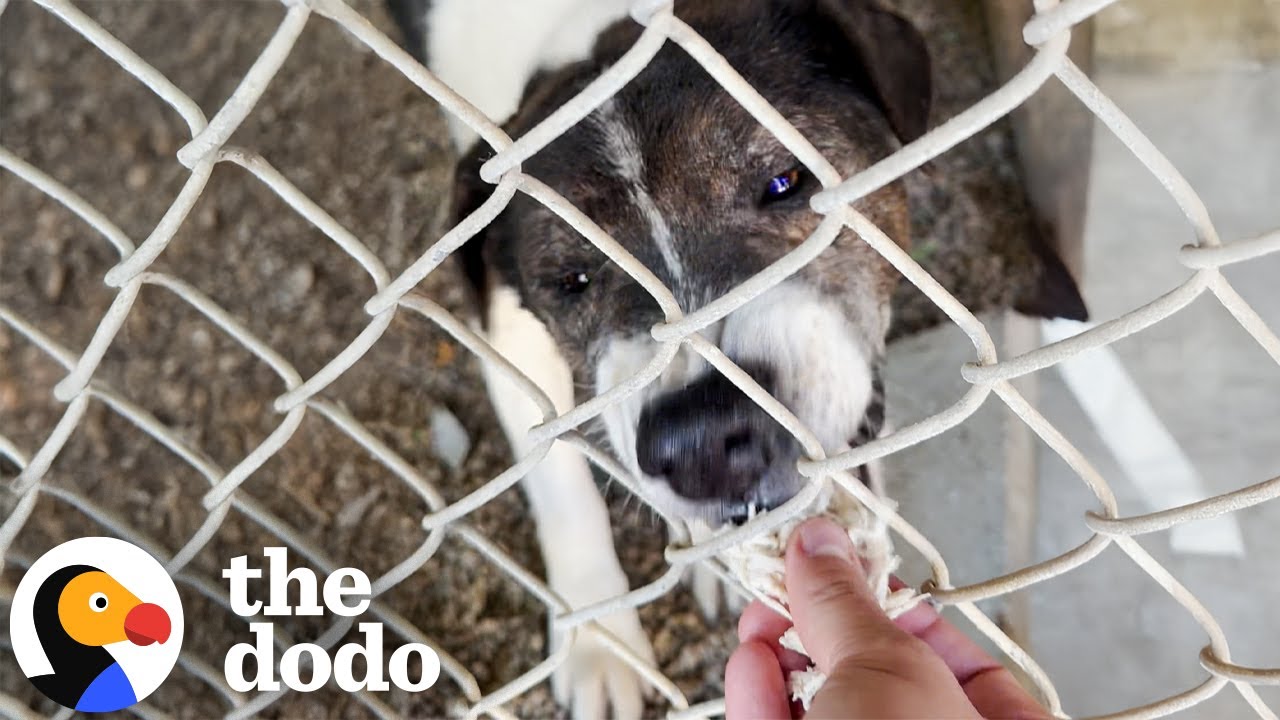 Deaf Shelter Dog Left Behind During Evacuation Gets A Second Chance ...