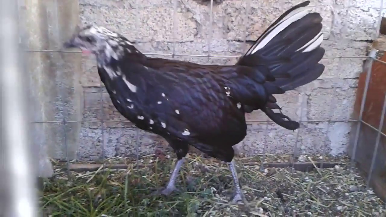 Gallina spangle hatch - YouTube