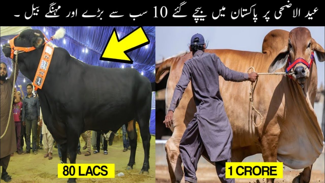 Most Biggest And Expensive Bulls in pakistan || Biggest Bull in ...