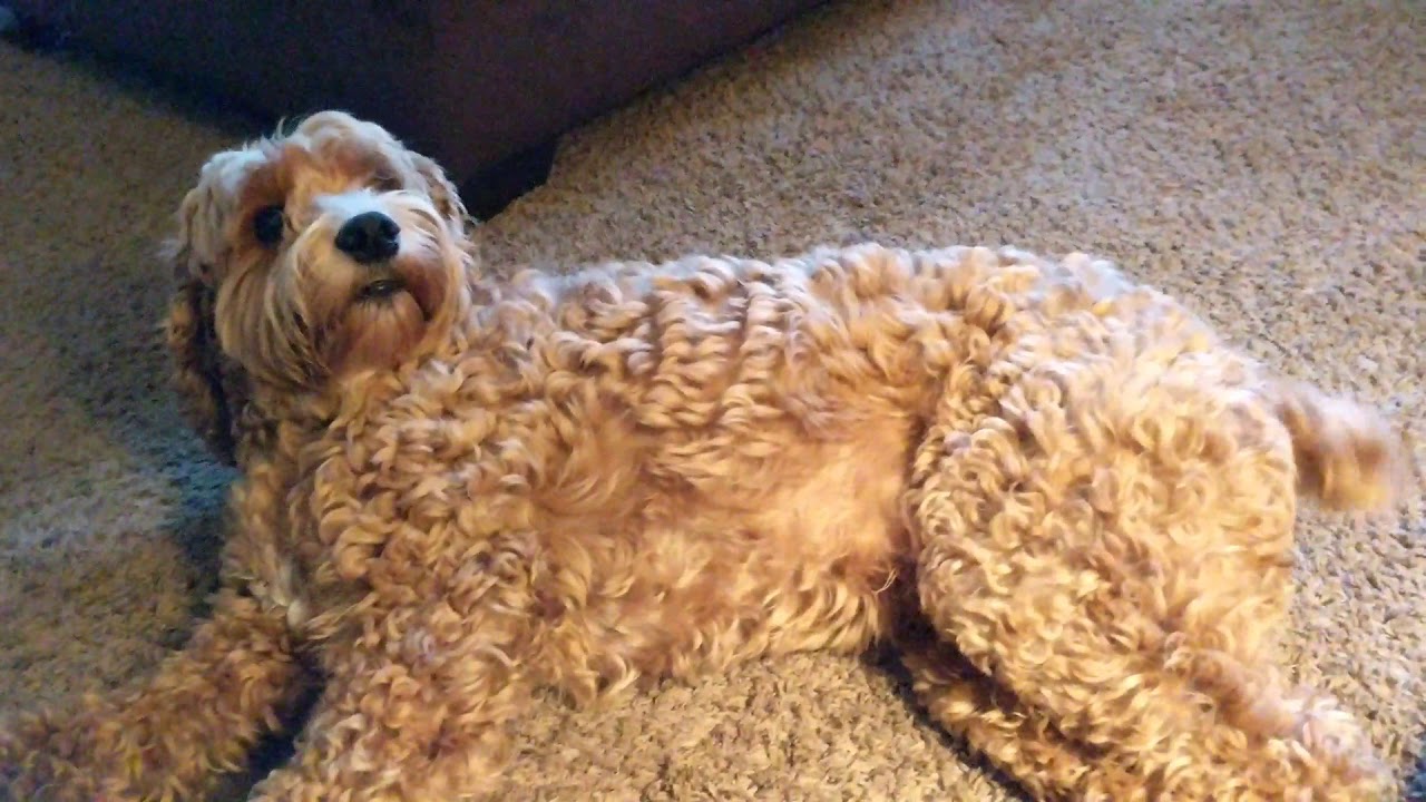 Cockapoo Wagging Tale is Kinda Adorable - YouTube