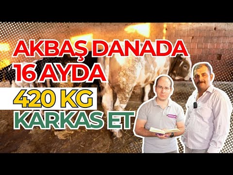 Akbaş Danada 16 ayda 420 Kg Karkas Et