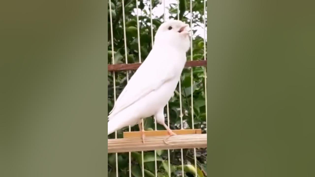 #تغريدالكناري #kanarienvogel #canary #canari #canario #chardonneret #fringuello #फिंचफिंच #saka ...