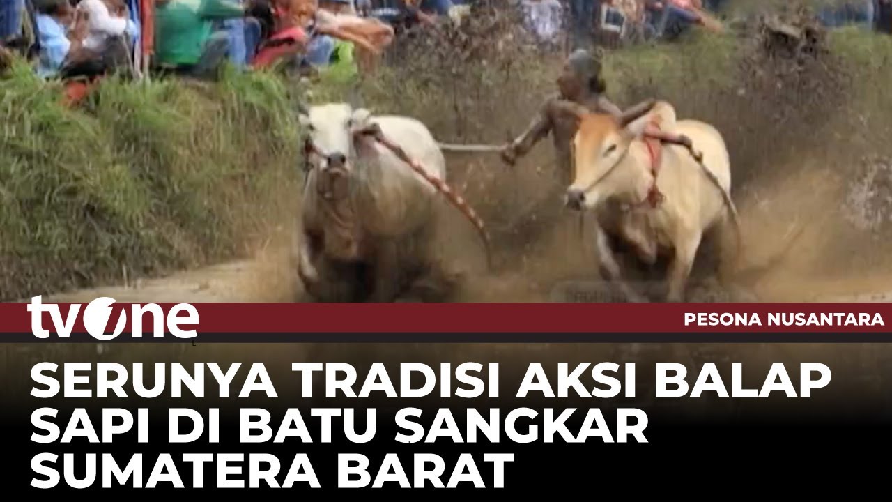 Keseruan Balap Sapi di Batu Sangkar, Sumatera Barat | Pesona Nusantara ...