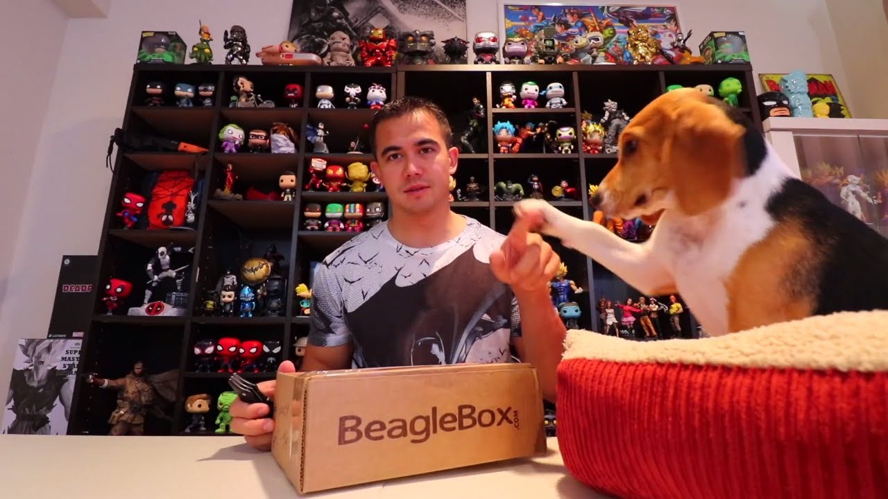 Beagle Box Unboxing! | September 2017 | Best Dog Subscription Box ...
