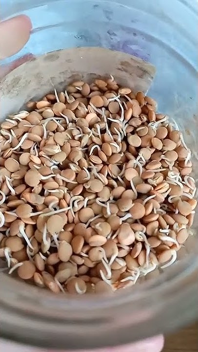 Проростки чечевицы. Даже если не сыроежу, от них отказаться очень ...