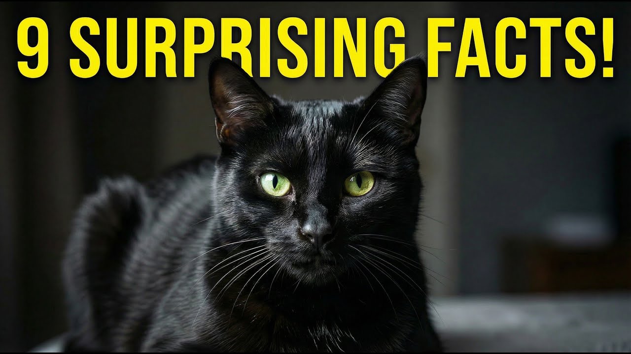 9 Surprising Facts About Black Cats You Didn’t Know! (Myths, History ...