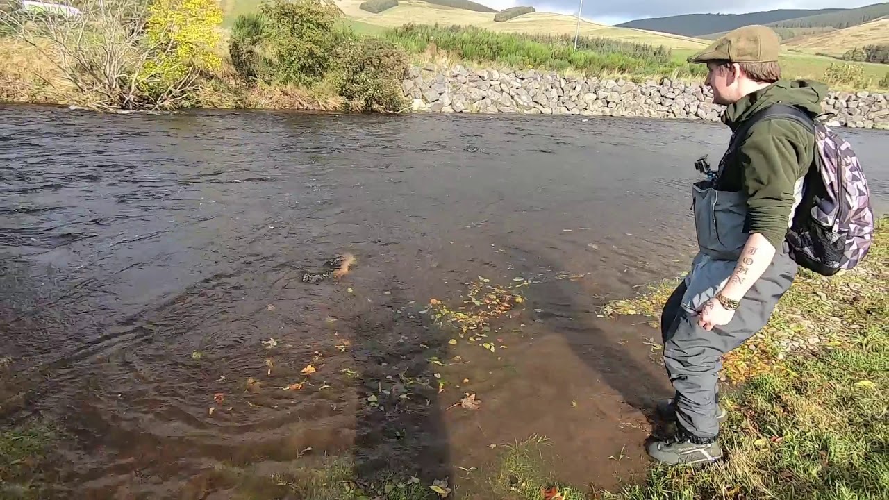 Salmon fishing at Cardrona river Tweed 8th October 2019 - YouTube