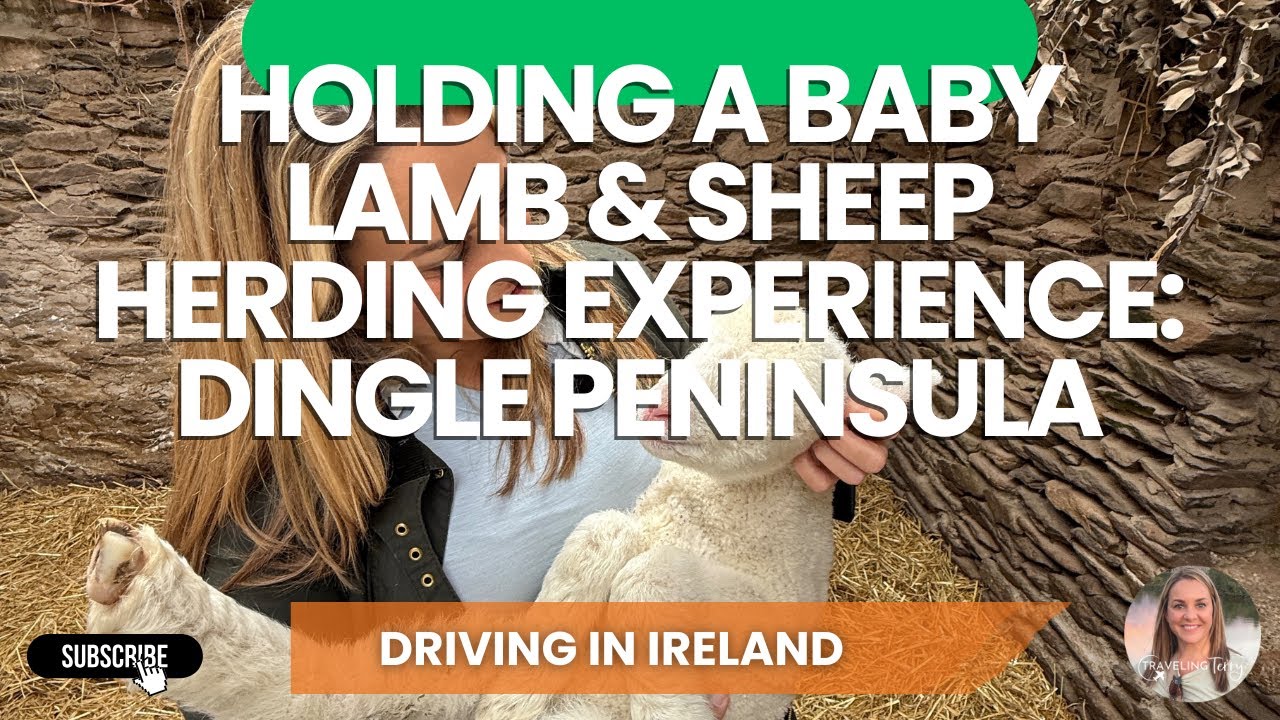 Driving in Ireland: Hold a Baby Lamb on the Dingle Peninsula - YouTube