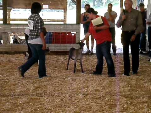 Pope County Fair 4-H Goat Show - YouTube
