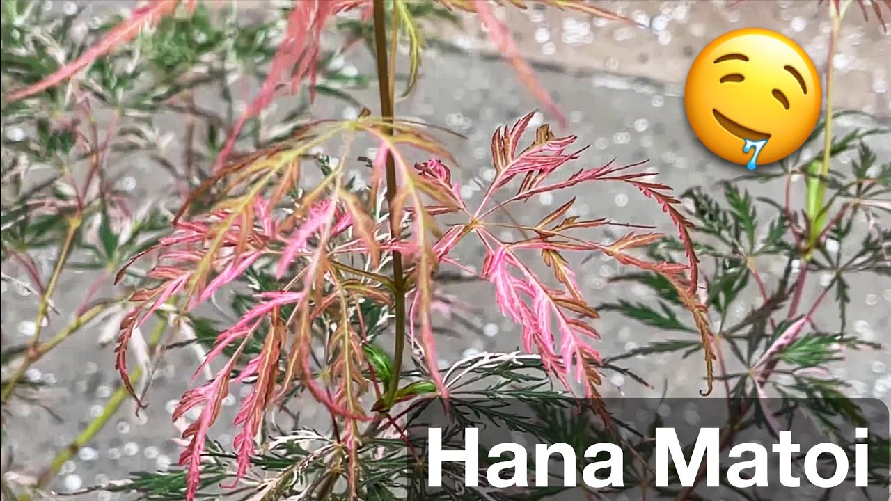 The breathtaking beauty of Japanese Maple Hana Matoi(Beauty) - YouTube