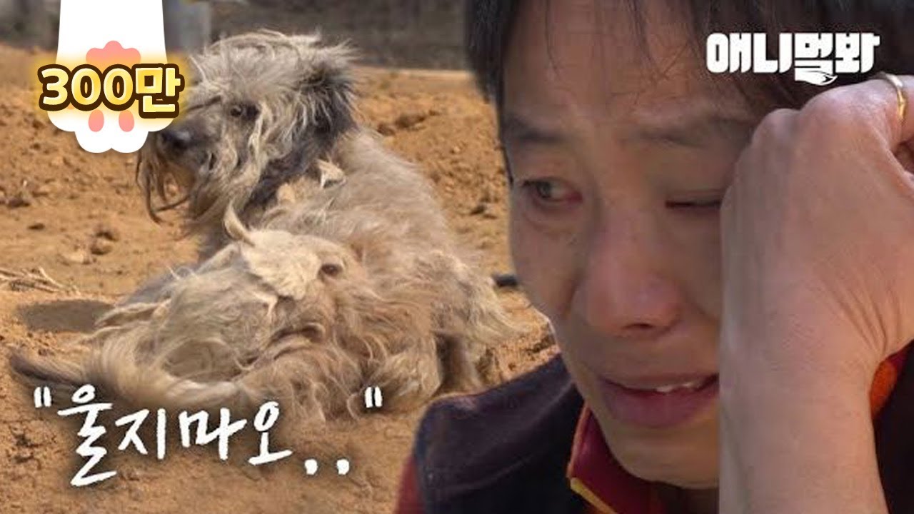 5년동안 돌봐주던 누더기 강아지에게 등을 돌렸더니... ㅣRagged Dog Who Disappeared in A ...