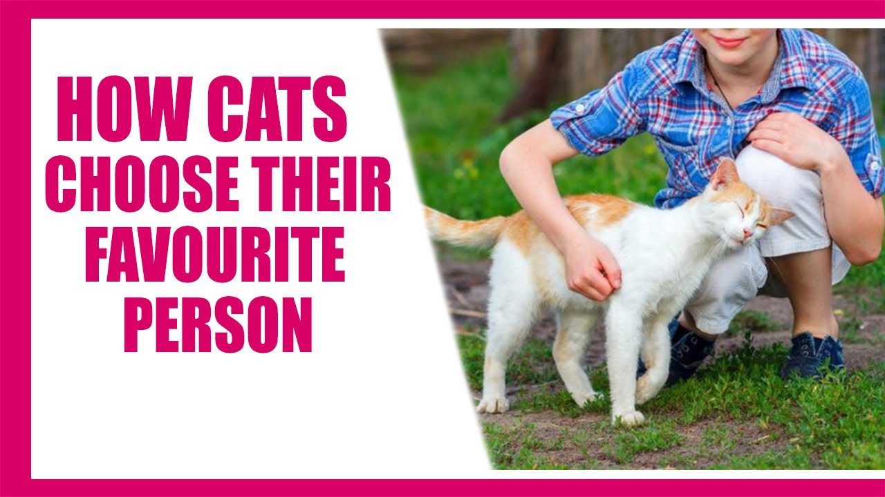 How Cats Choose Their Favourite Person - YouTube