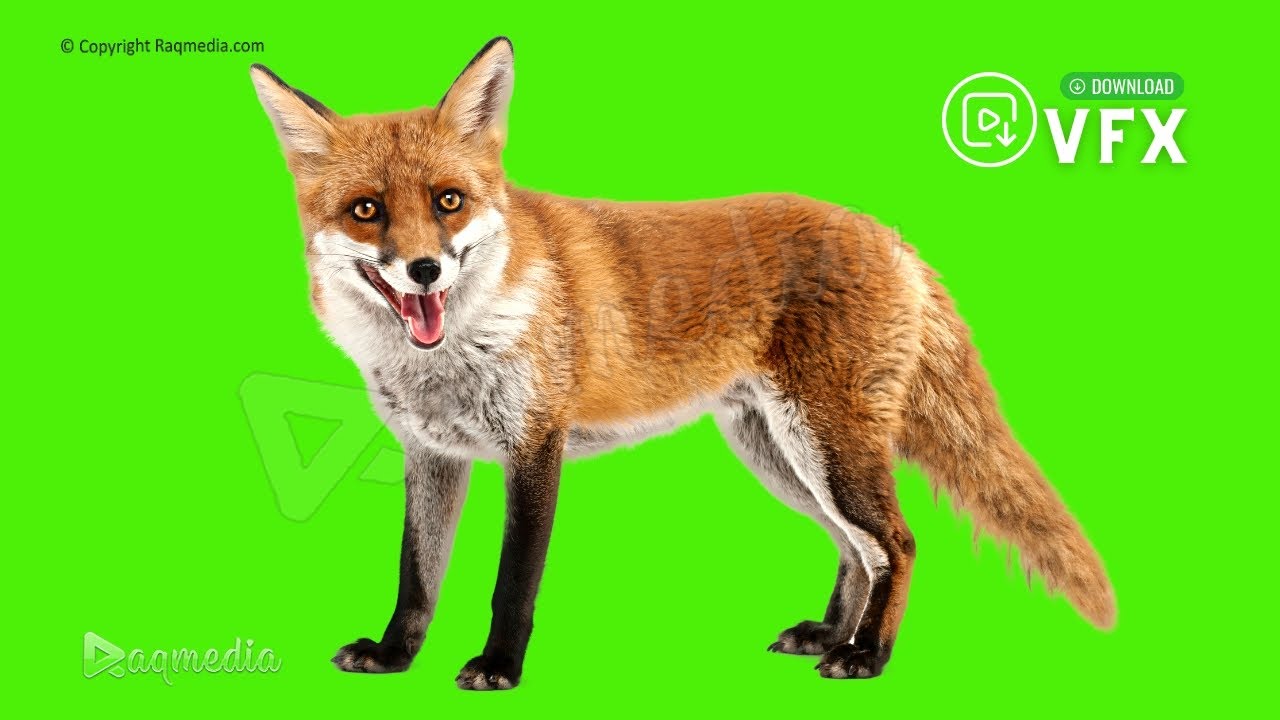 Fox Green Screen Effects 🦊 Free Animal Chroma key - YouTube